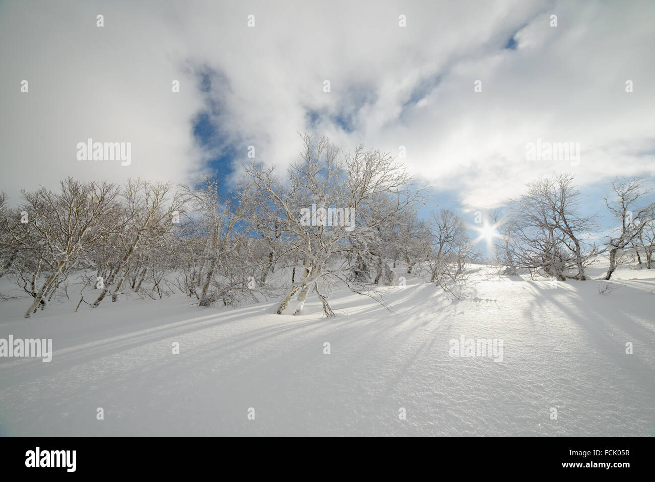 Trees in the snow, Sakhalin Island, Russia Stock Photo - Alamy