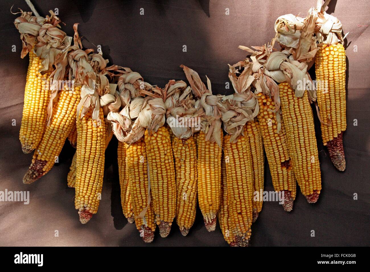 Corn cobs hanging Stock Photo - Alamy