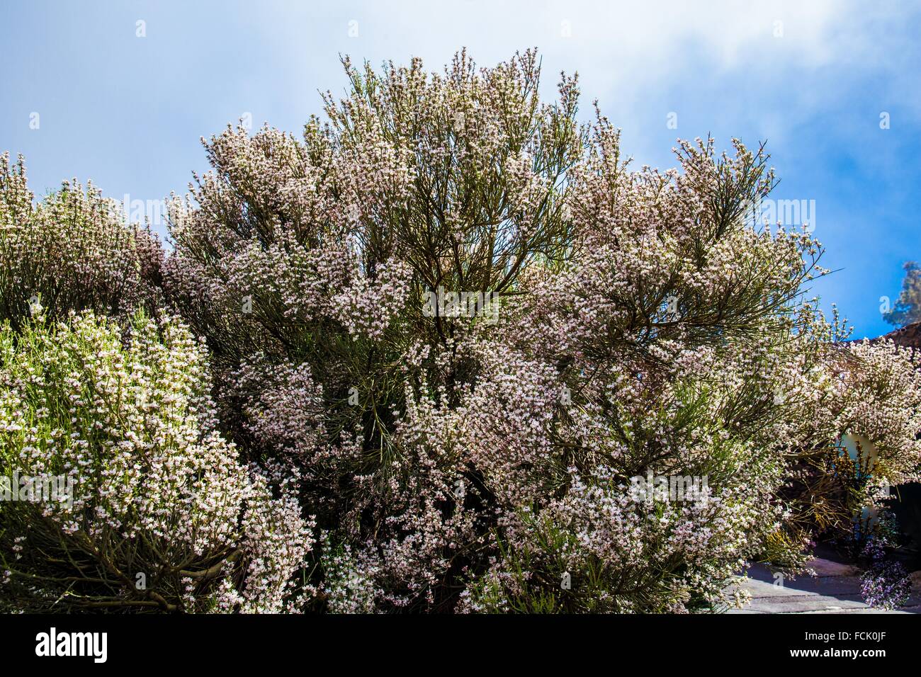 aulaga plant from El Teide mountain Stock Photo - Alamy