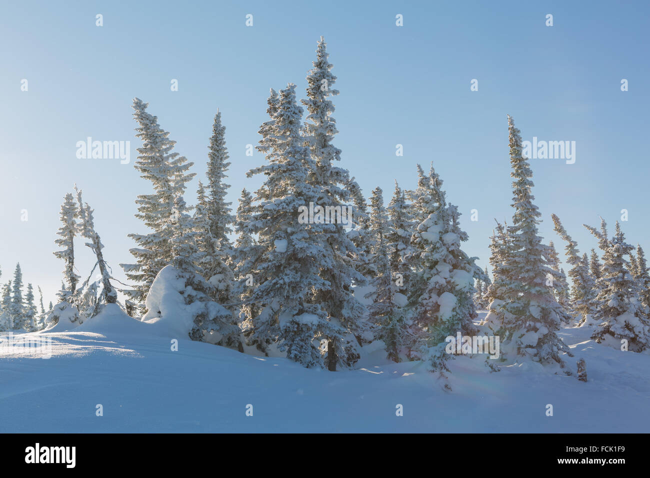 Beautiful winter landscape with snow covered trees Stock Photo - Alamy