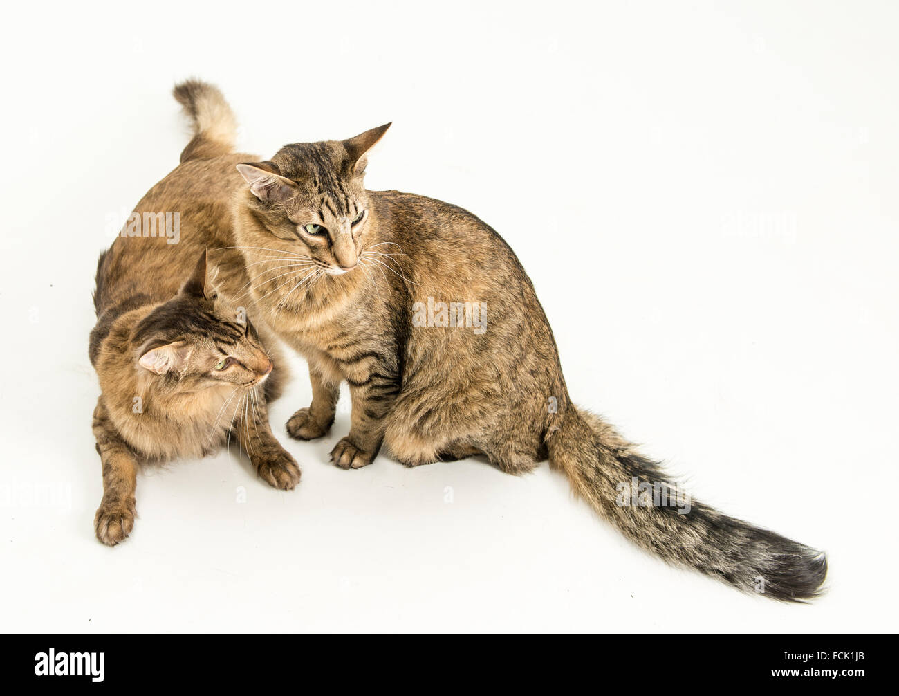 Two cats, asian, pet Stock Photo - Alamy