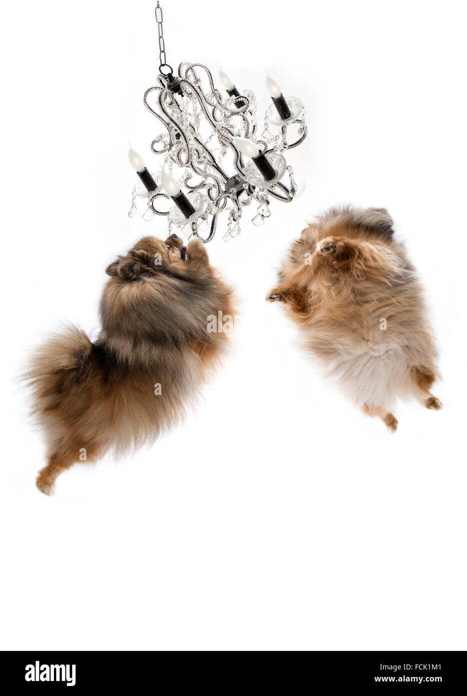 Flying dog, spitz, white backround, playing Stock Photo - Alamy