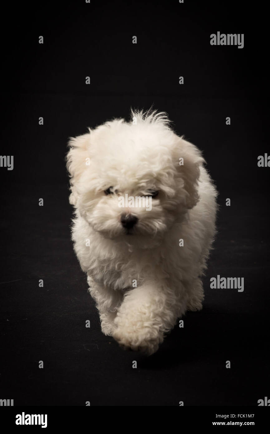 Bichon Frise posing on a white background Stock Photo - Alamy