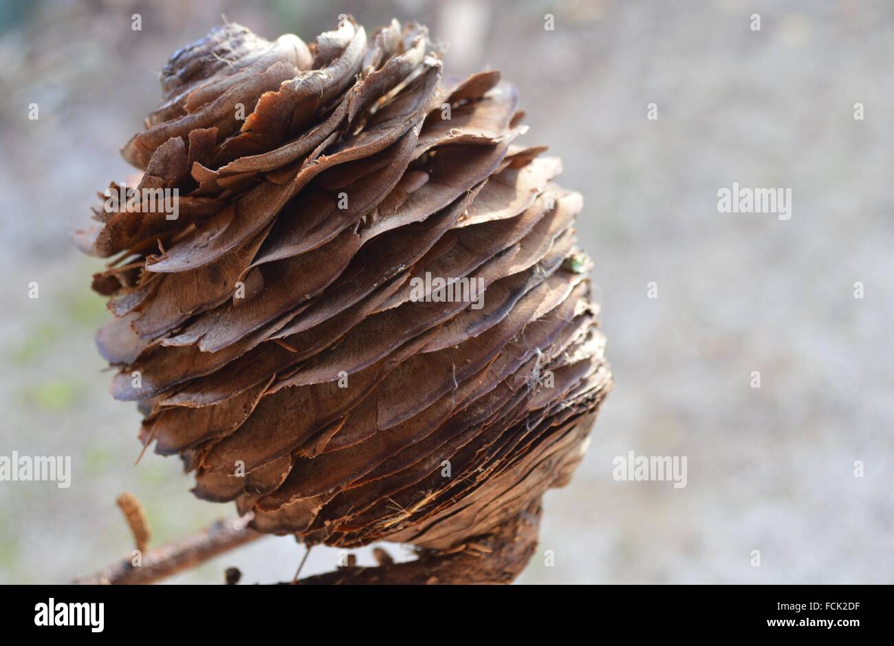 Single cedar hi-res stock photography and images - Alamy
