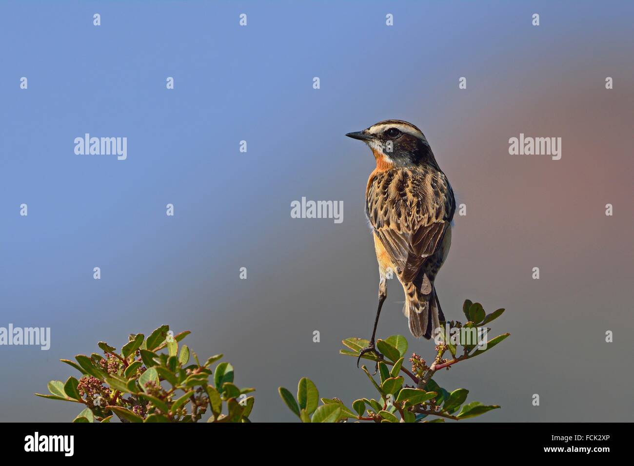 Winchat saxicola rubetra hi-res stock photography and images - Alamy