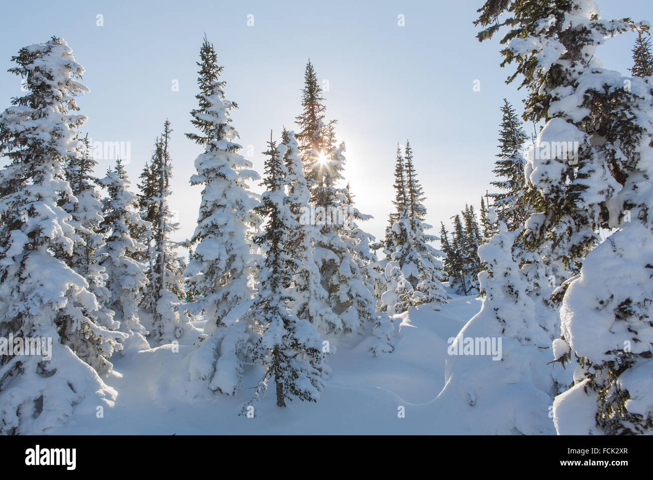 Beautiful winter landscape with snow covered trees Stock Photo - Alamy