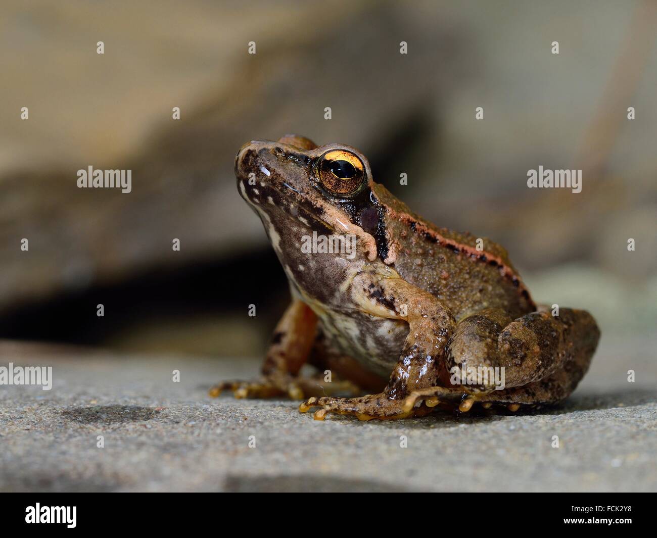 Greek frog hi-res stock photography and images - Alamy