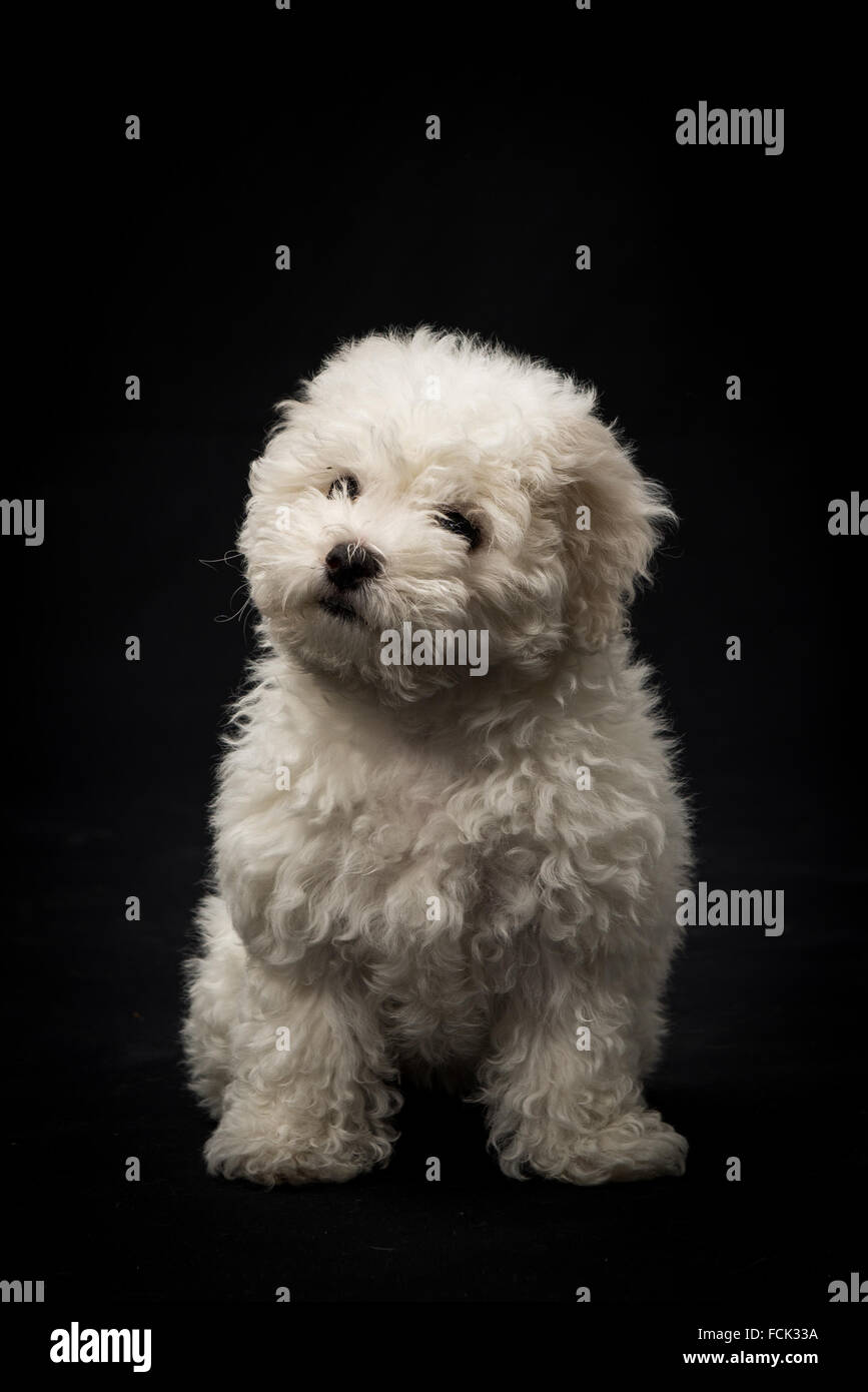 seated bichon frise puppy dog on a balck background Stock Photo - Alamy