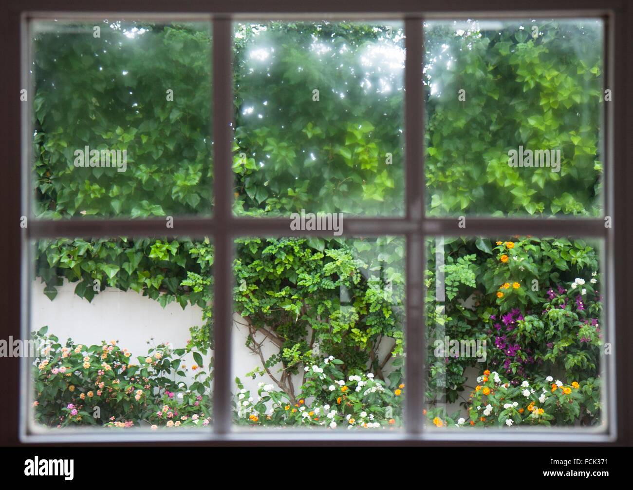 View through plant hi-res stock photography and images - Alamy