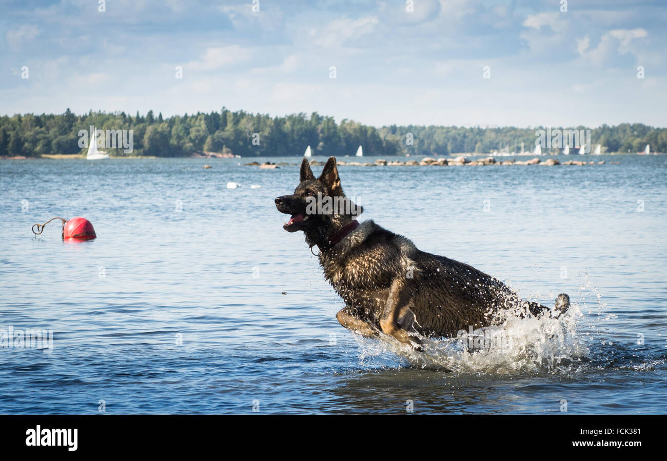 dog, German Shepherd playing at the water Stock Photo - Alamy