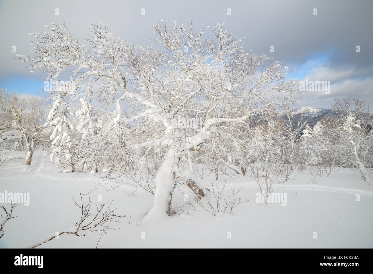 Trees in the snow, Sakhalin Island, Russia Stock Photo - Alamy