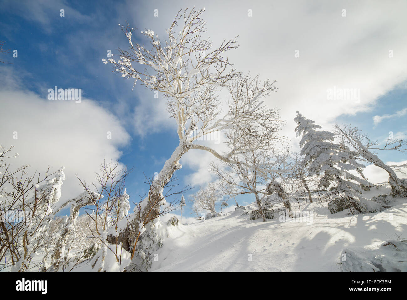 Trees in the snow, Sakhalin Island, Russia Stock Photo - Alamy