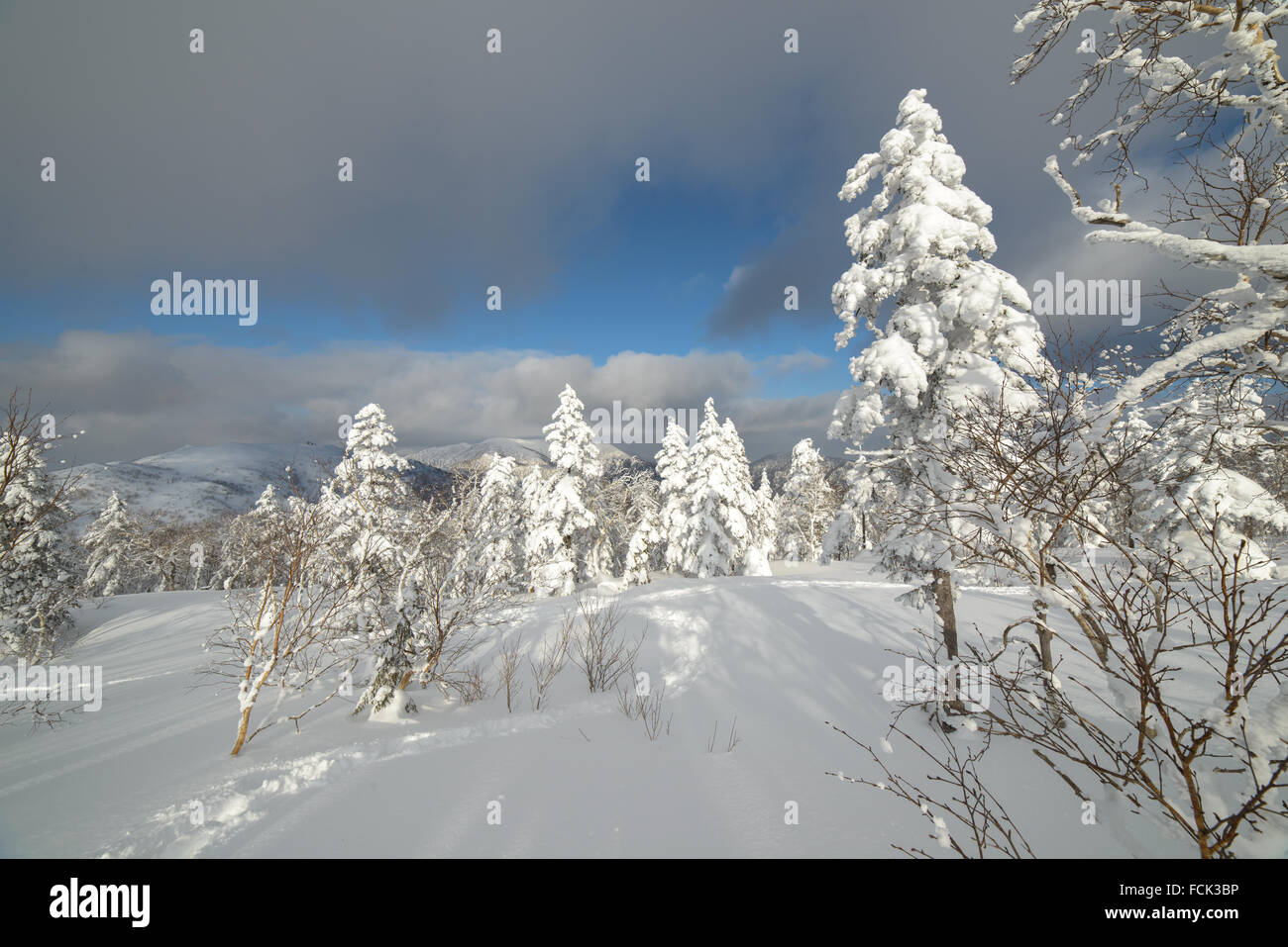 Trees in the snow, Sakhalin Island, Russia Stock Photo - Alamy