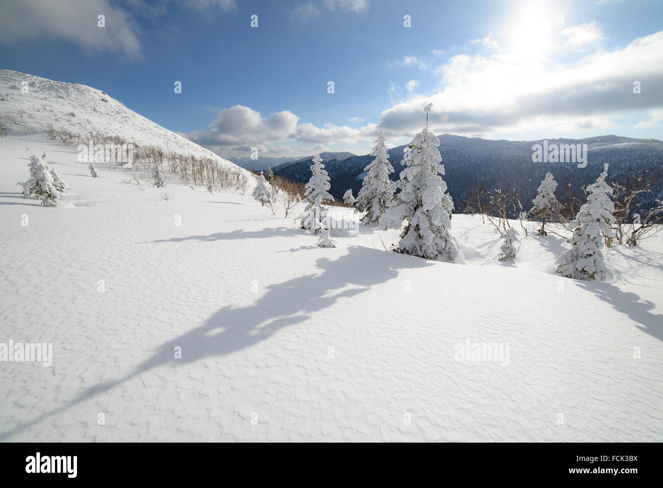 Trees in the snow, Sakhalin Island, Russia Stock Photo - Alamy