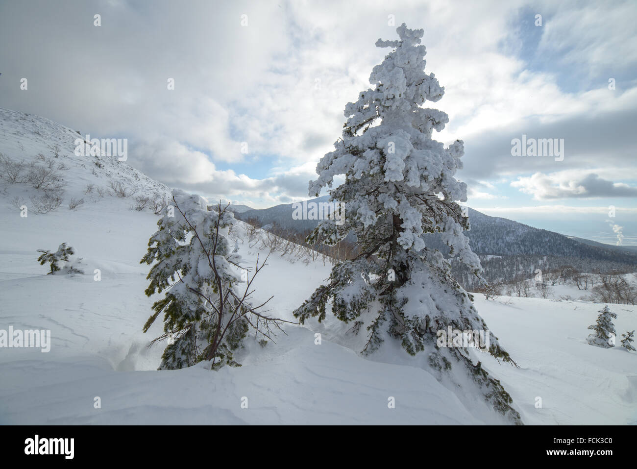 Trees in the snow, Sakhalin Island, Russia Stock Photo - Alamy