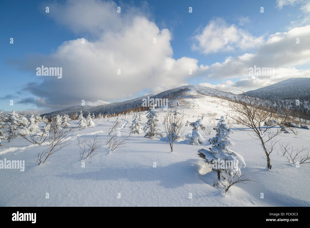 Trees in the snow, Sakhalin Island, Russia Stock Photo - Alamy