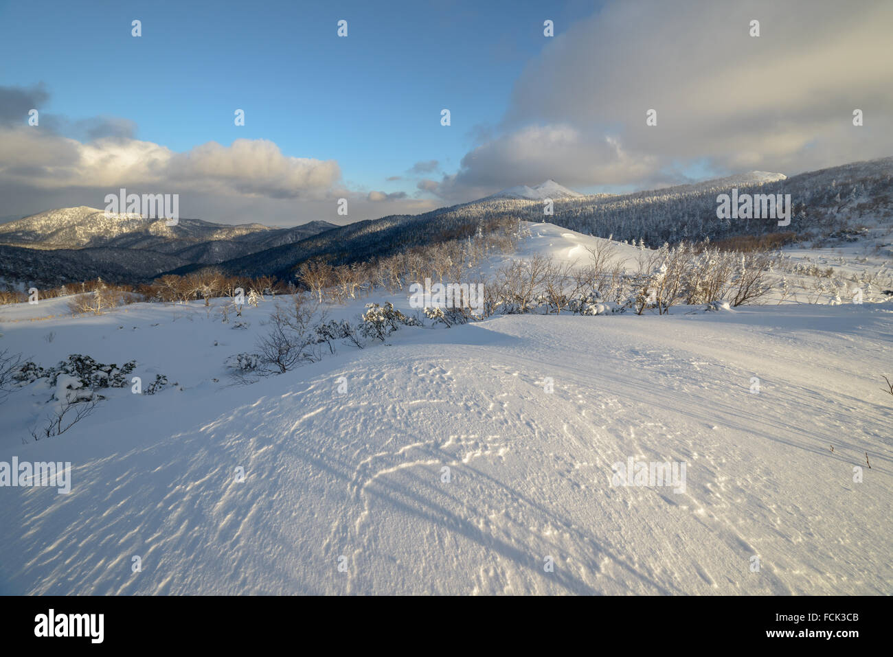 Trees in the snow, Sakhalin Island, Russia Stock Photo - Alamy