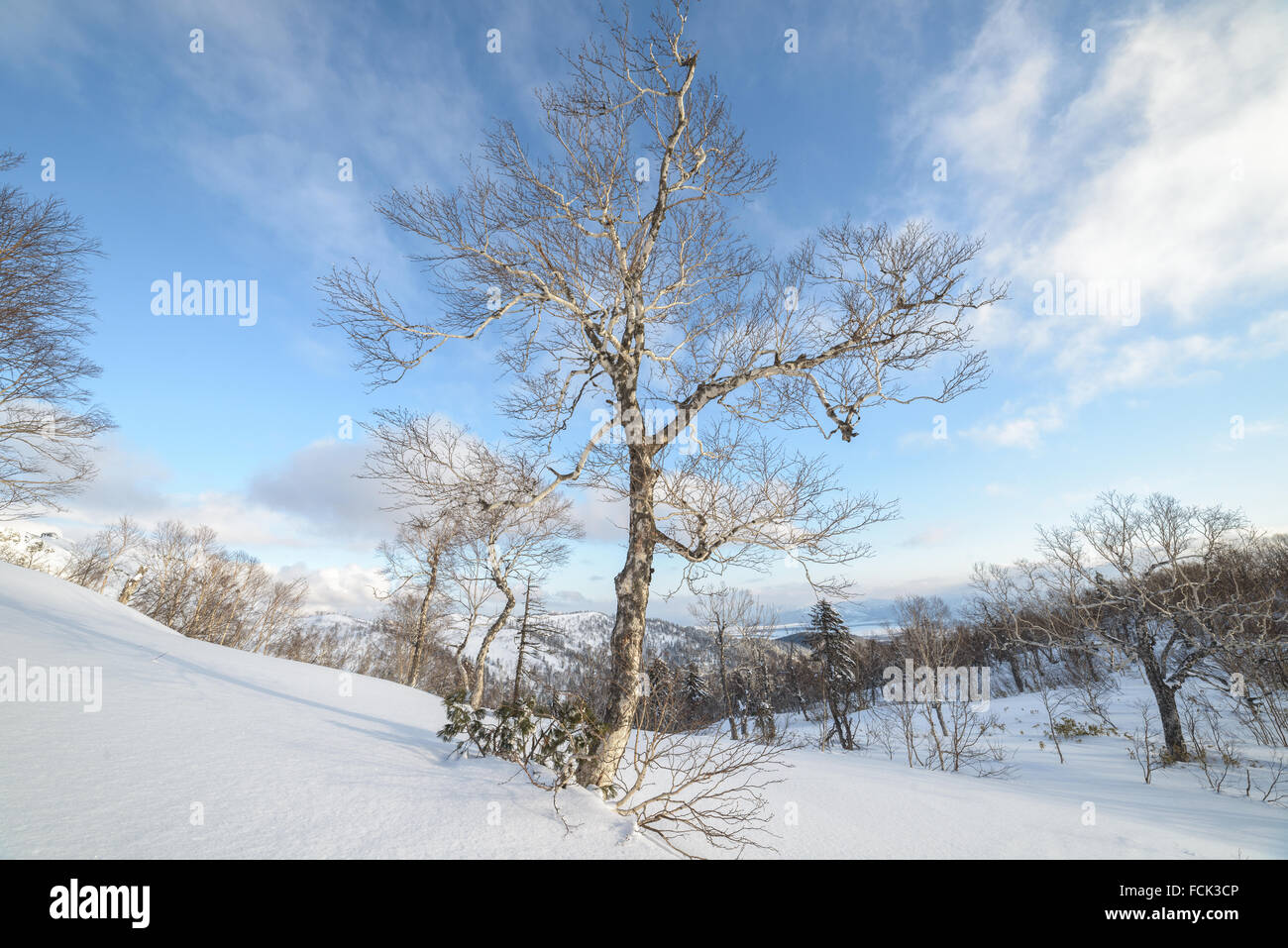 Trees in the snow, Sakhalin Island, Russia Stock Photo - Alamy