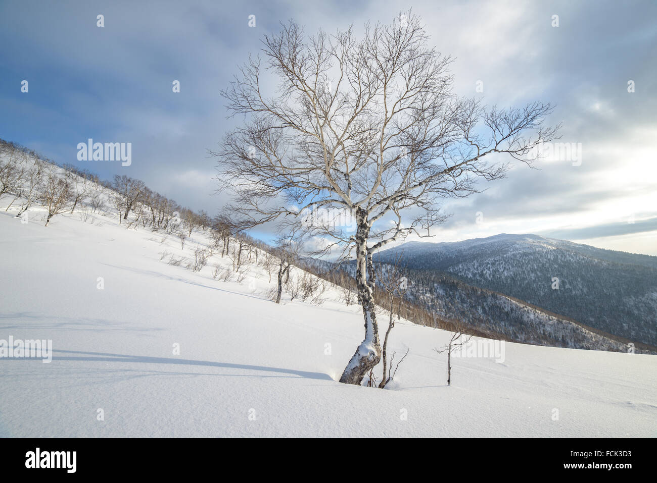 Trees in the snow, Sakhalin Island, Russia Stock Photo - Alamy