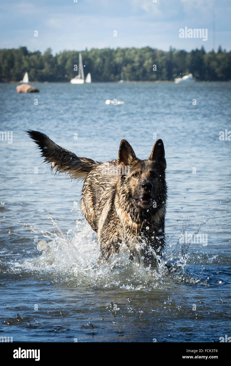 dog, German Shepherd playing at the water Stock Photo - Alamy
