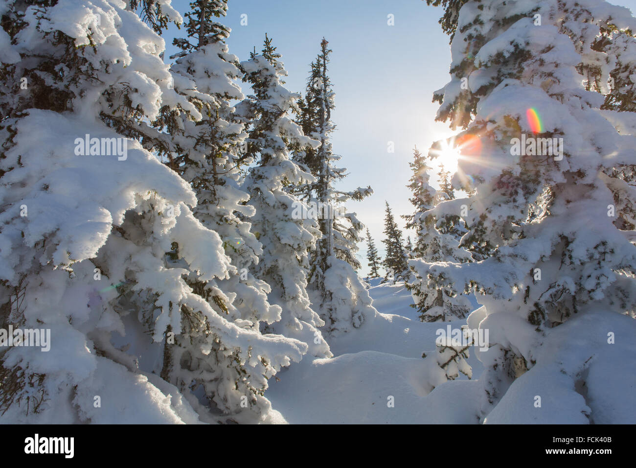 Beautiful winter landscape with snow covered trees Stock Photo - Alamy