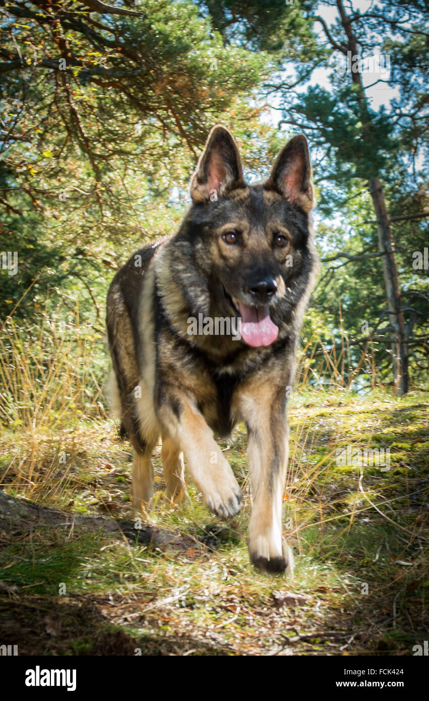 Summer portrait german shepherd hi-res stock photography and images - Alamy