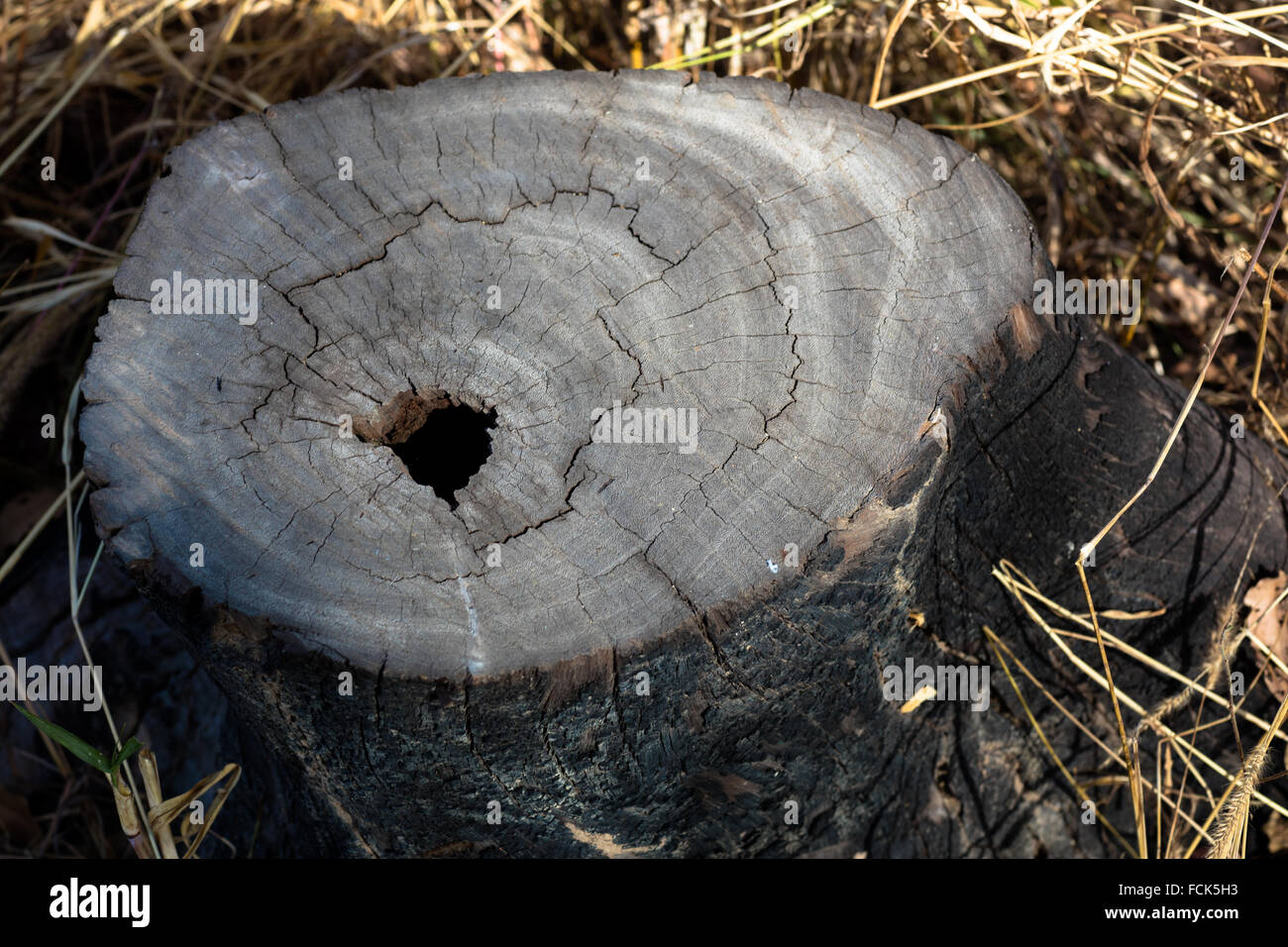 In the dead trees the number of rings indicates the number of years the ...