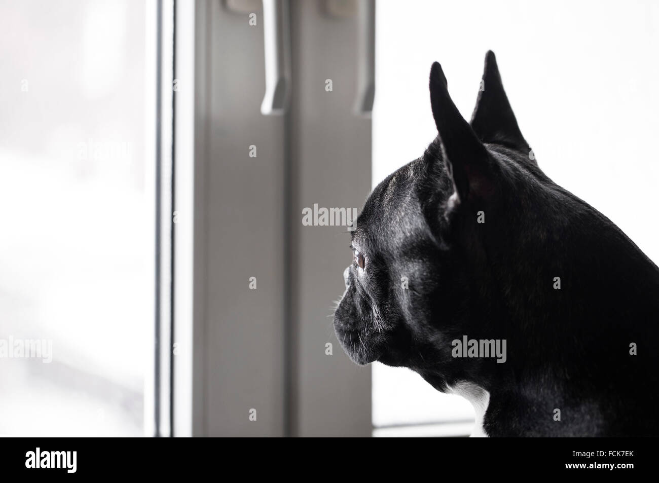 Dog on window ledge hi-res stock photography and images - Alamy