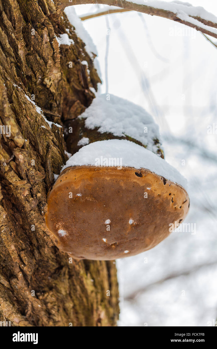 Tree trunk in winter hi-res stock photography and images - Alamy