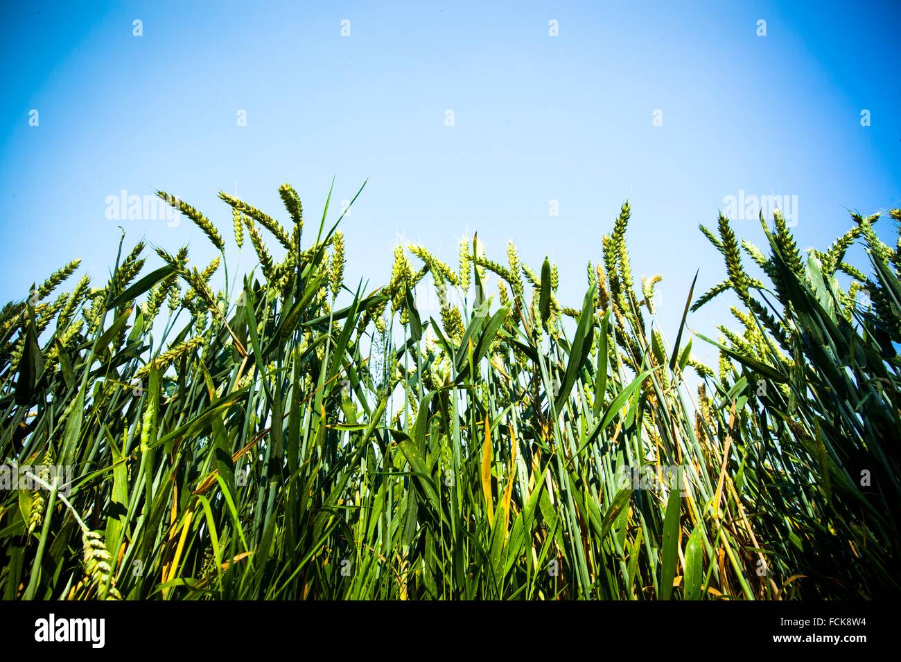 Wheat in the netherlands hi-res stock photography and images - Alamy