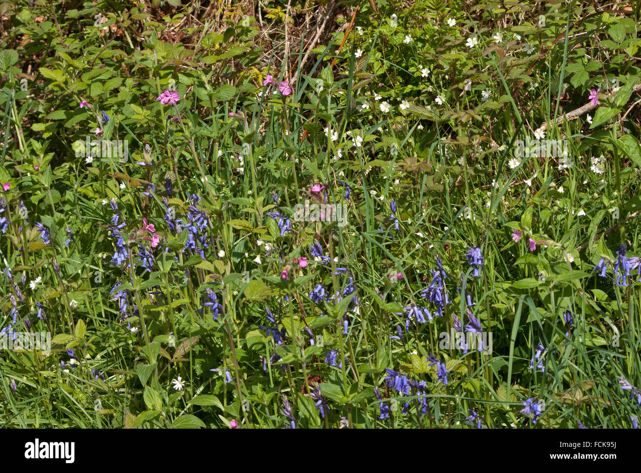 Wild bluebell flowers hi-res stock photography and images - Alamy