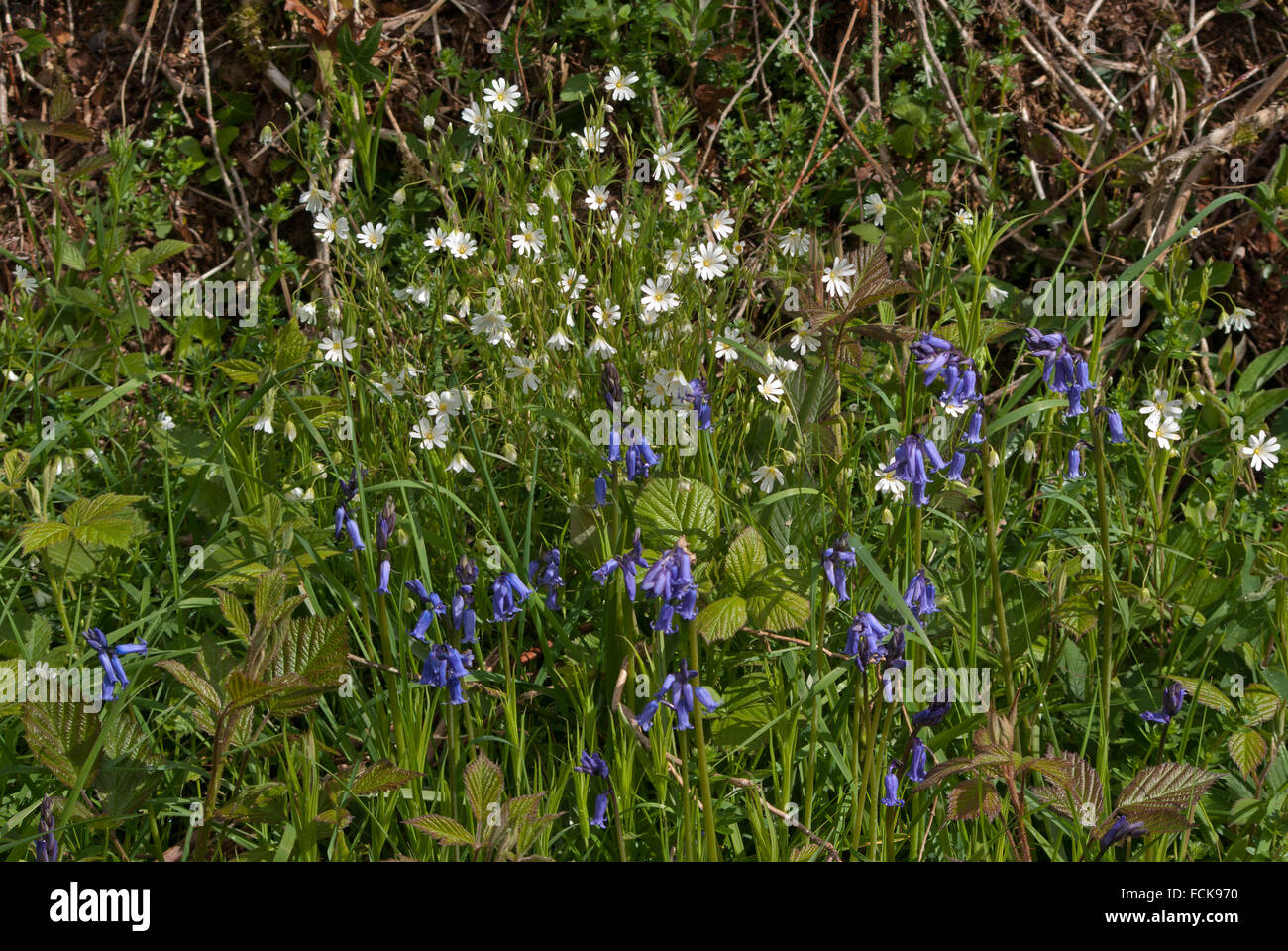Spring wild flowers Stock Photo - Alamy