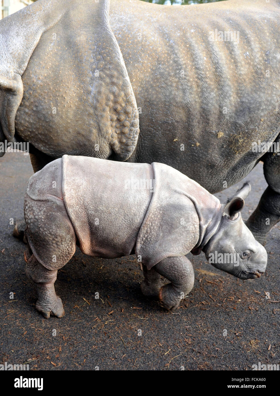 Greater One Horned Rhinosauras Jamil, the four week old Greater One ...