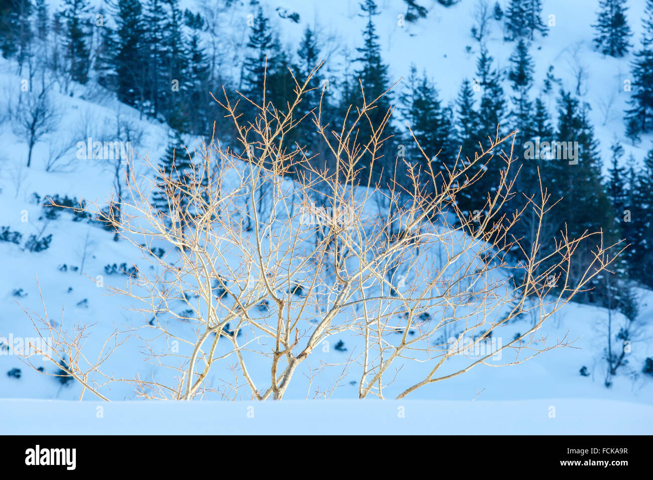 Twigs of tree on winter mountain hill background Stock Photo - Alamy