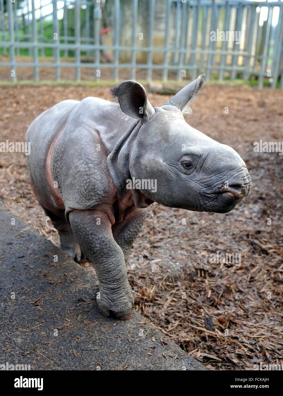 Greater One Horned Rhinosauras Jamil, the four week old Greater One ...