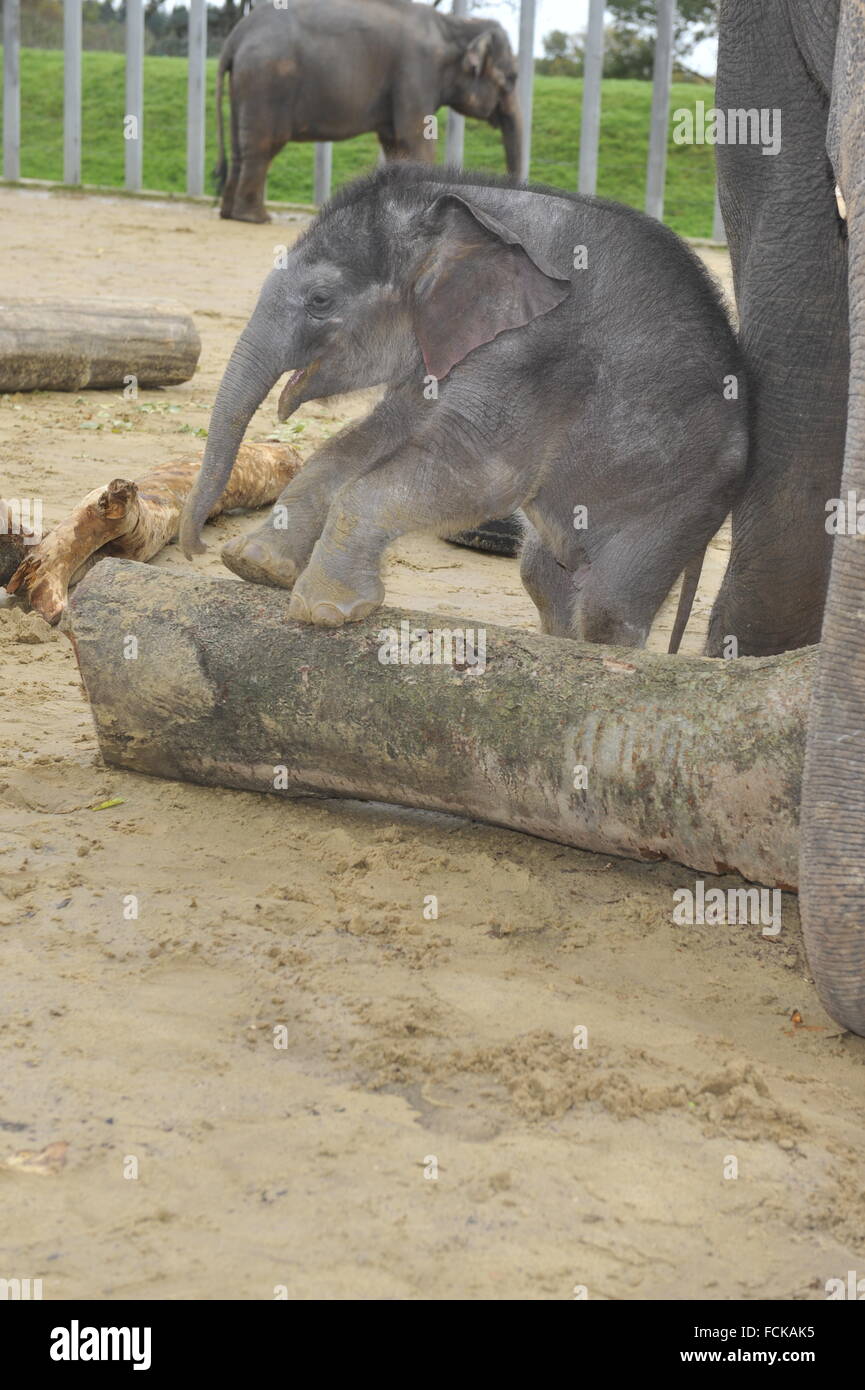 Asian elephant calf Stock Photo - Alamy
