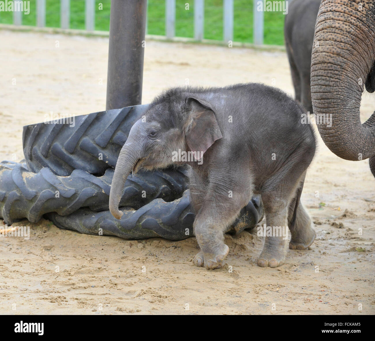 Asian elephant calf Stock Photo - Alamy