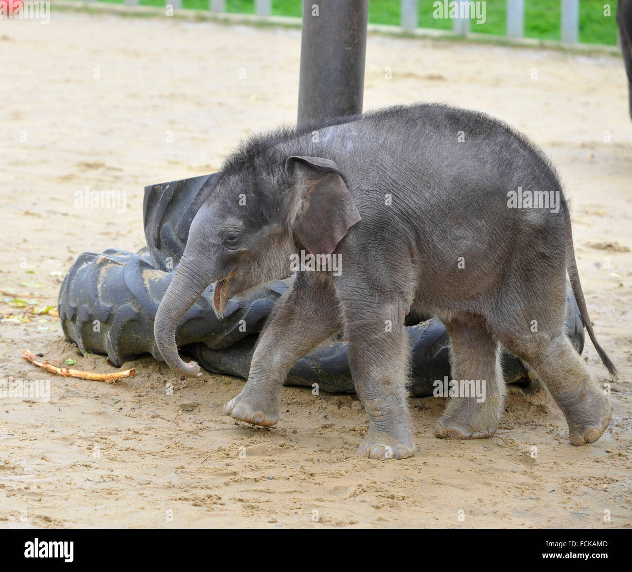 Asian elephant calf Stock Photo - Alamy