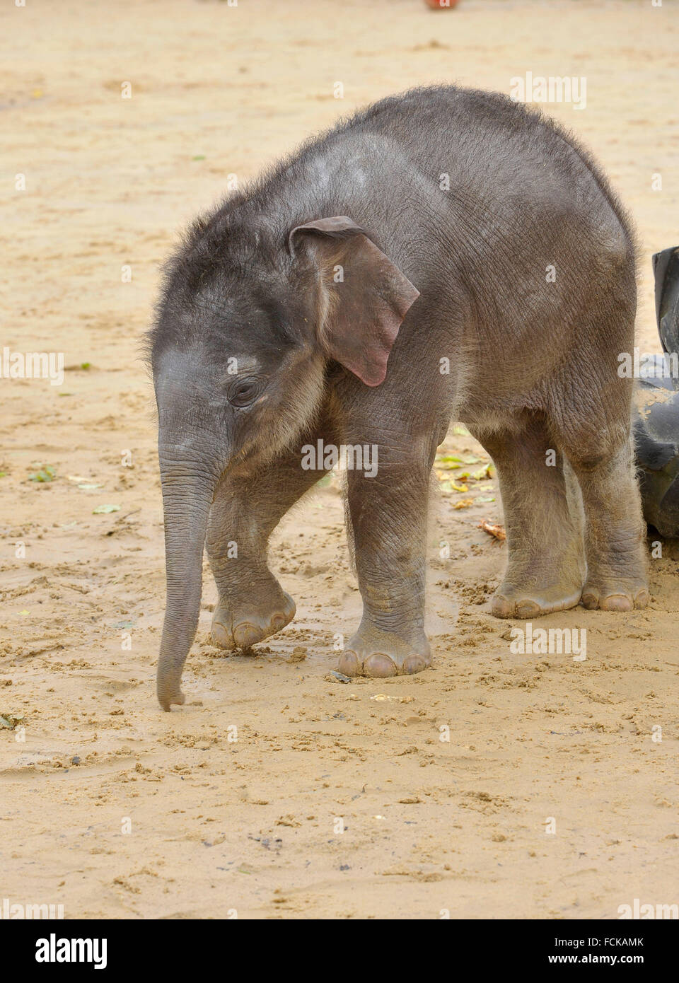 Asian elephant calf Stock Photo - Alamy