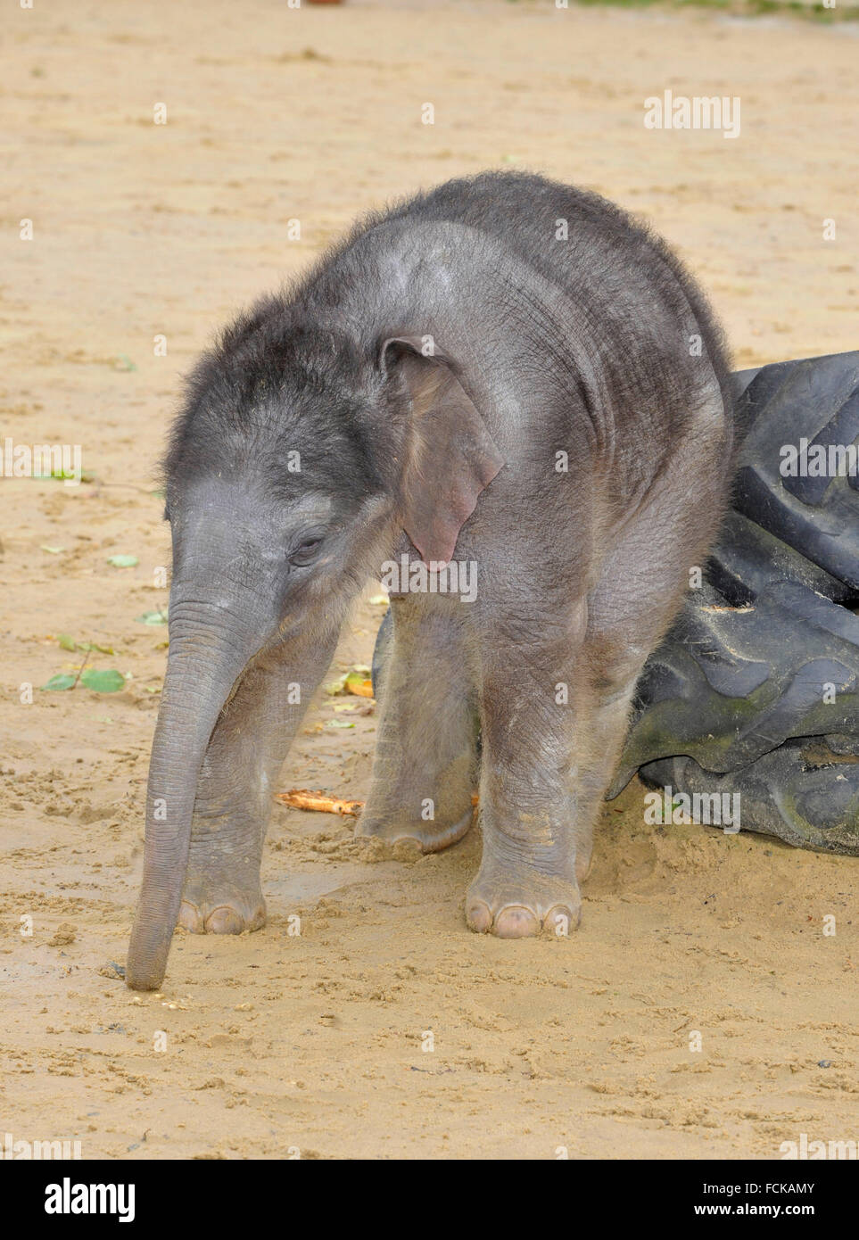 Asian elephant calf Stock Photo - Alamy
