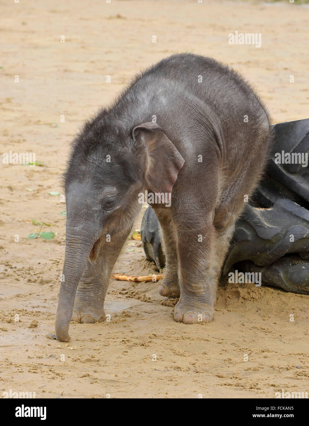 Asian elephant calf Stock Photo - Alamy