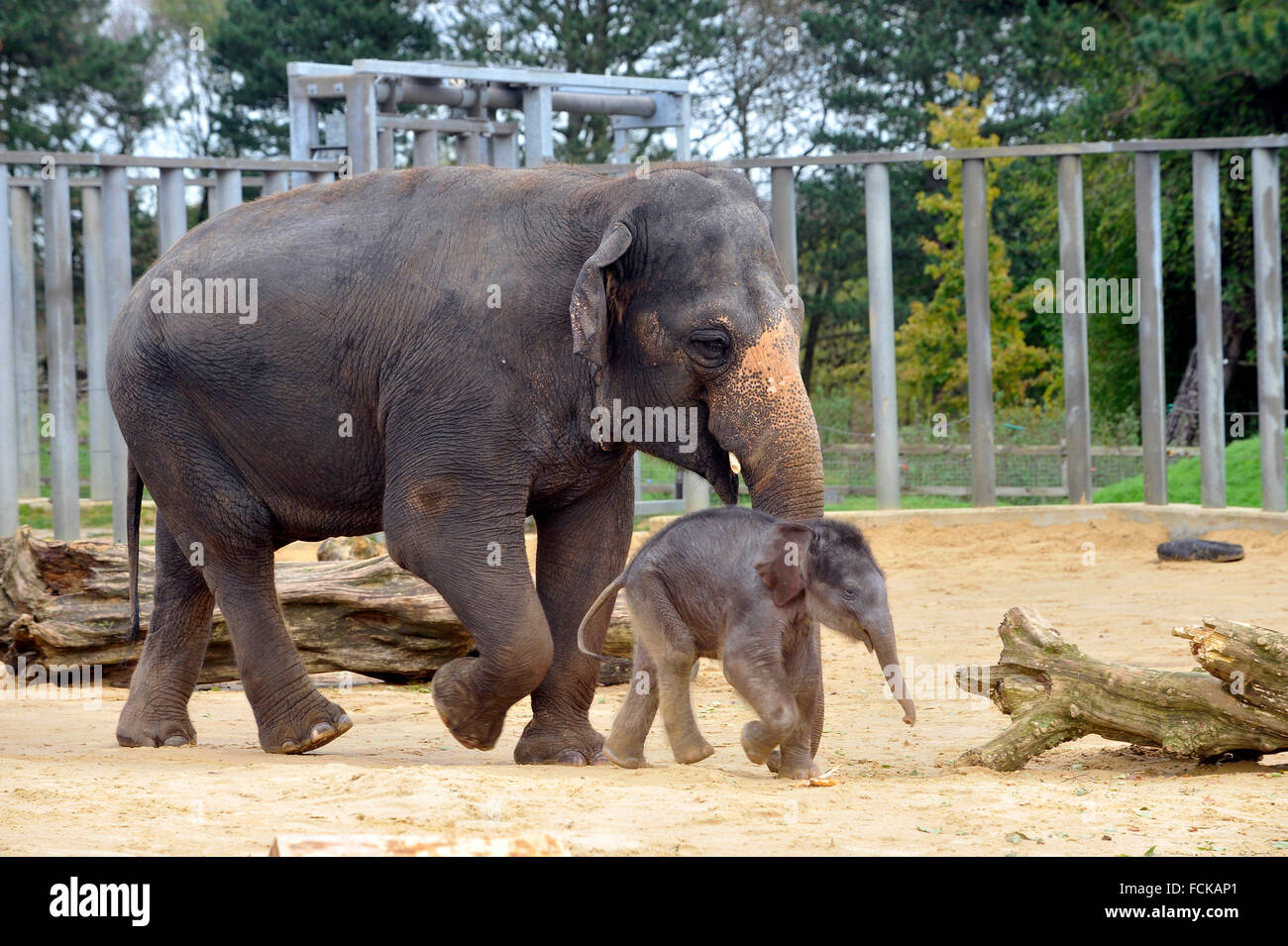 Asian elephant calf Stock Photo - Alamy