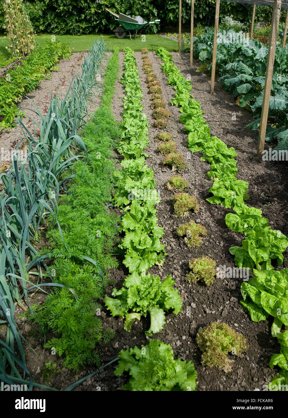 Garden vegetable patch Stock Photo - Alamy