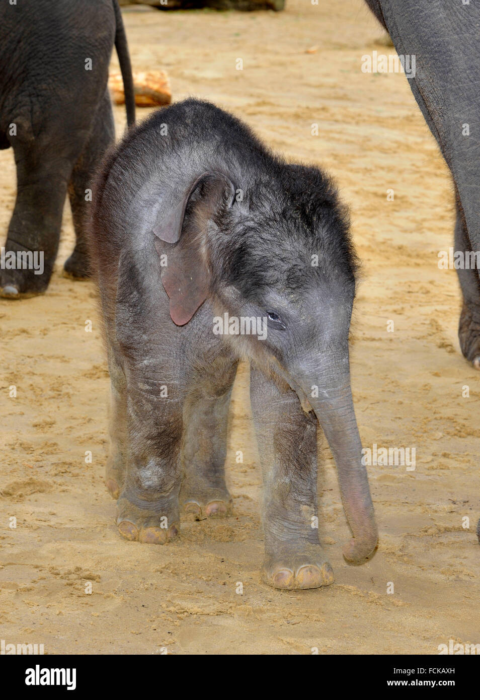 Asian elephant calf Stock Photo - Alamy