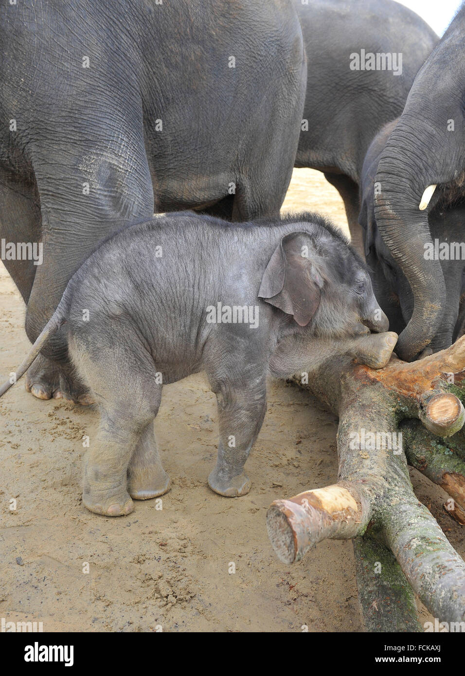 Asian elephant calf Stock Photo - Alamy