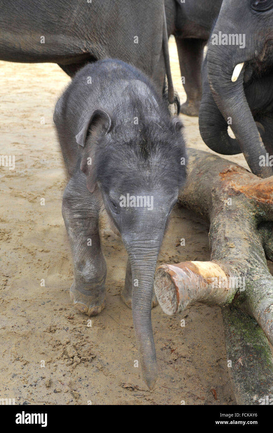 Asian elephant calf Stock Photo - Alamy