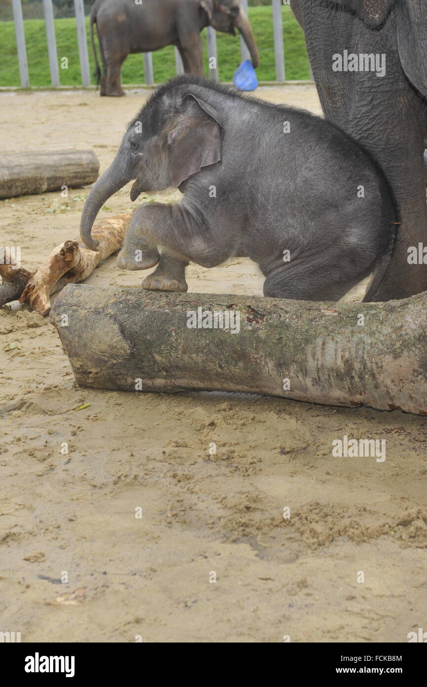 Asian elephant calf Stock Photo - Alamy