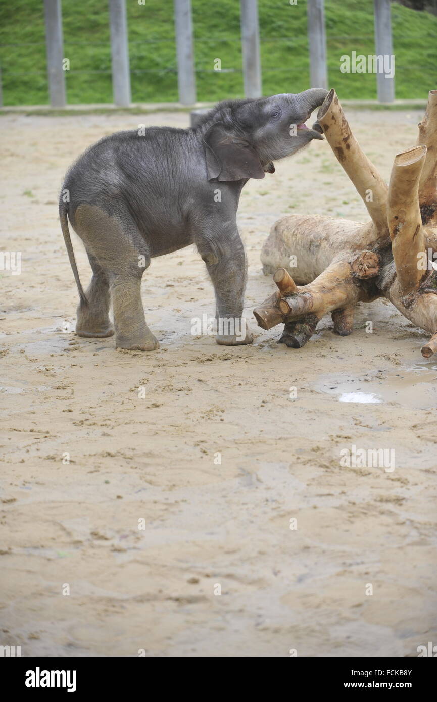 Asian elephant calf Stock Photo - Alamy