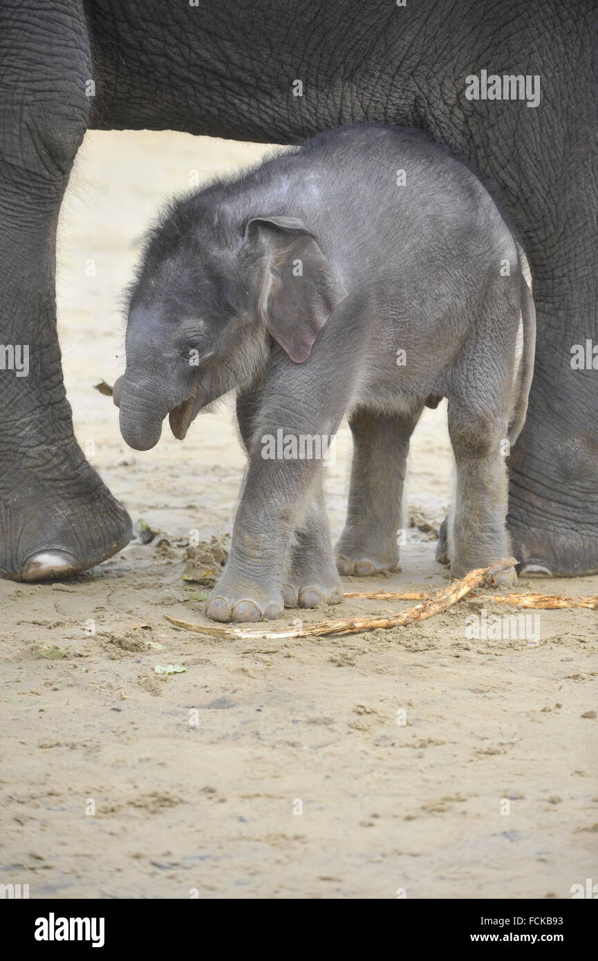 Asian elephant calf Stock Photo - Alamy