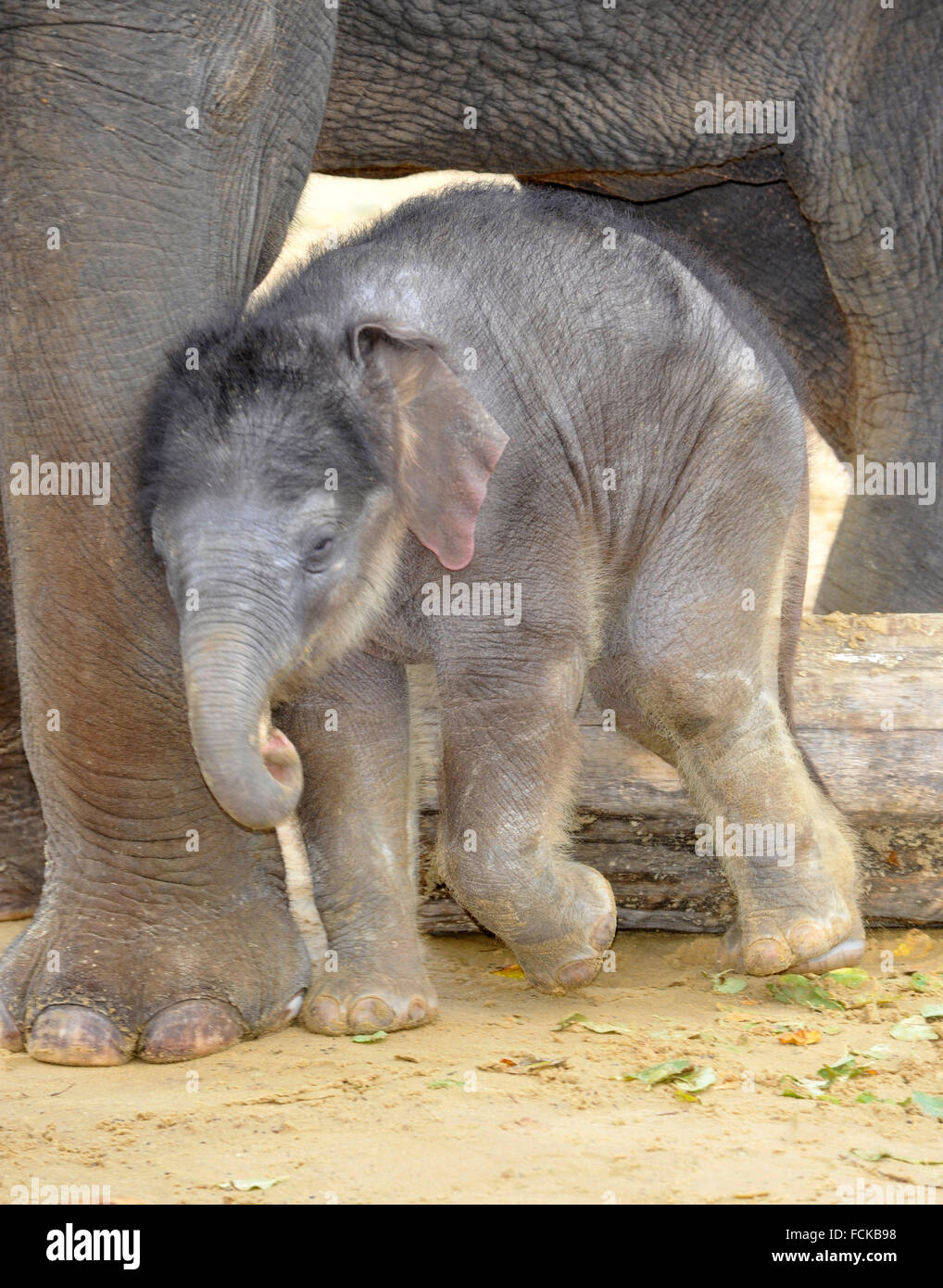 Asian elephant calf Stock Photo - Alamy